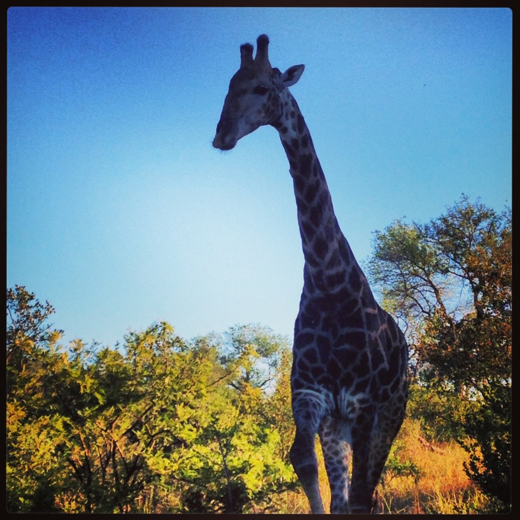 giraffe – If The Devil Had Menopause